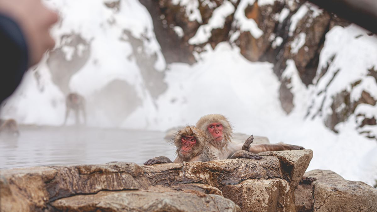 Exploring the Wonders of Pingo: Nature's Ice-Covered Marvels